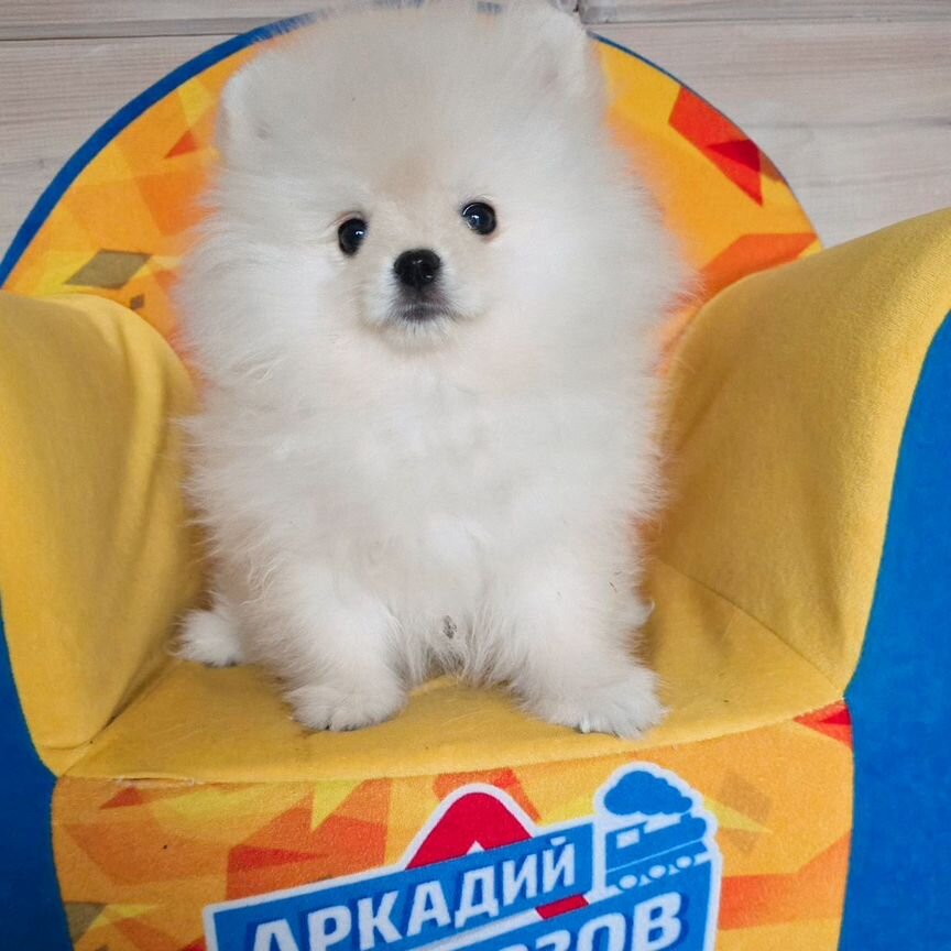 Красавчик померанчик