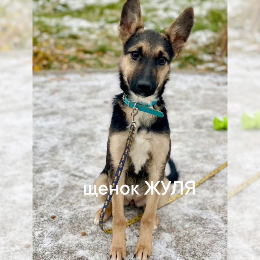 Щенок в добрые руки