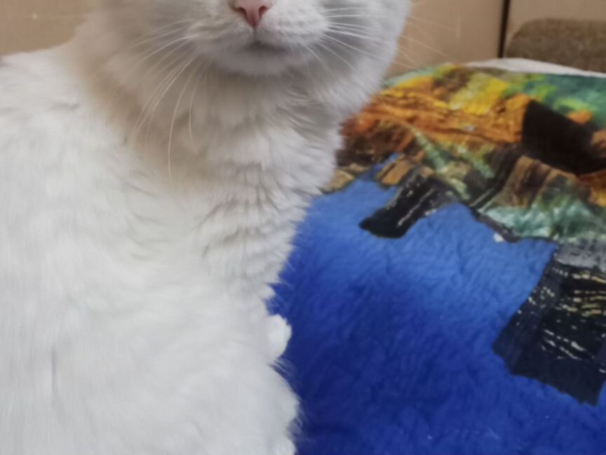 Турецкая ангора