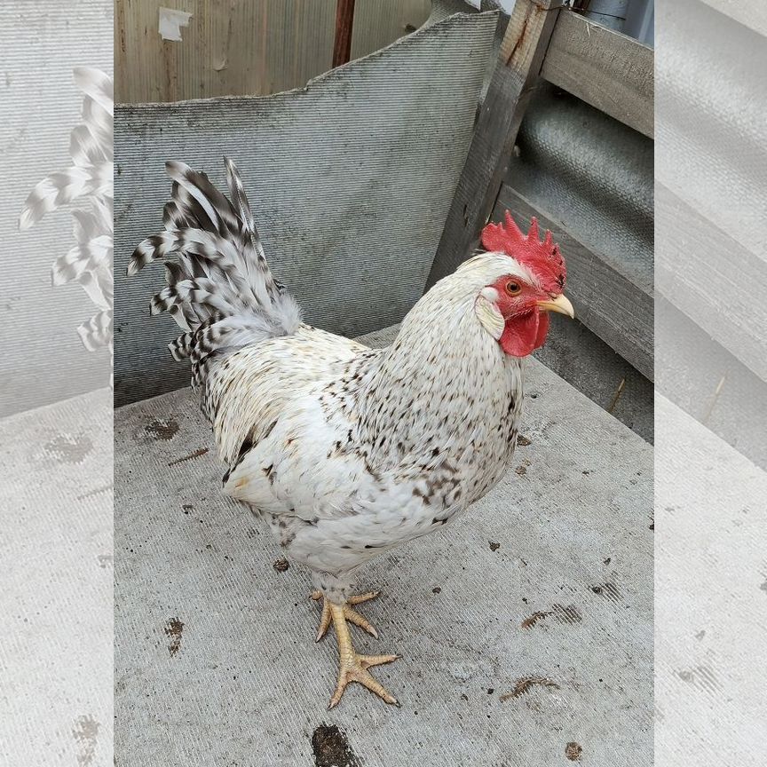 Петух Легбар