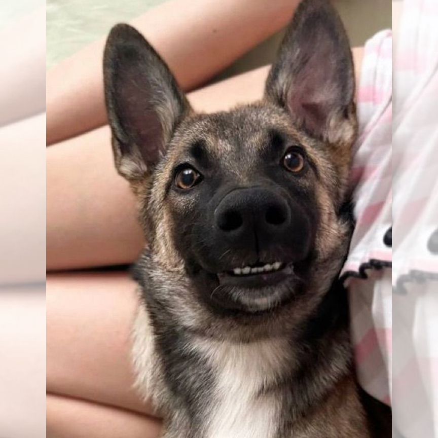 Щенок в добрые руки бесплатно