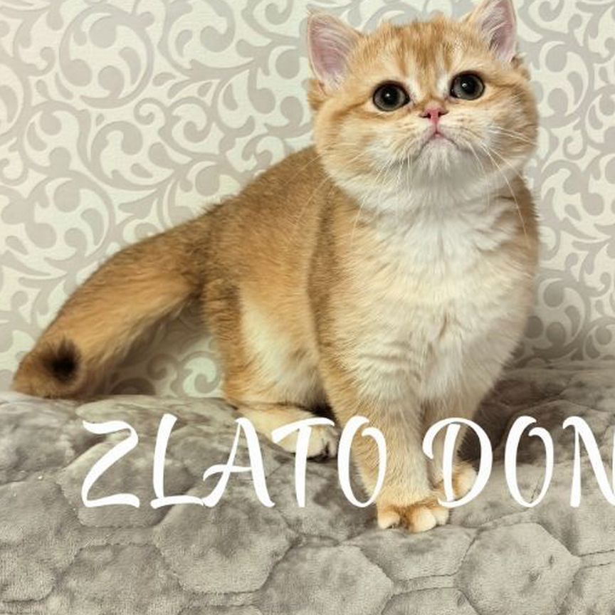 Британский короткошёрстный котёнок