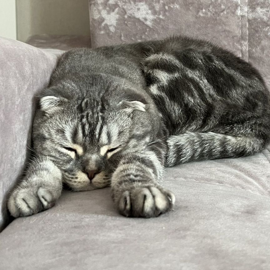 Отдам в добрые руки шотландскую вислоухую кошку
