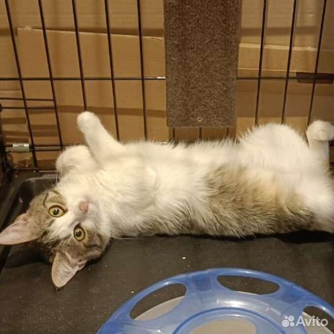 Котенок Сонечка в дар