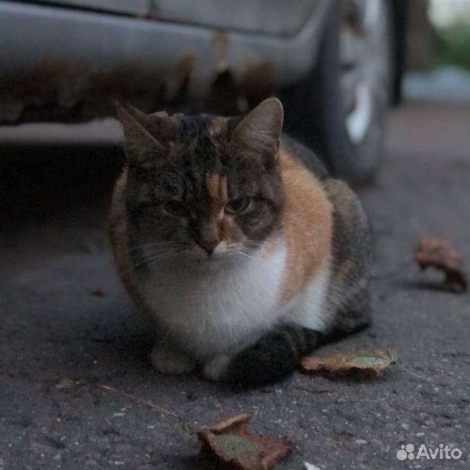 Ласковая плюшка