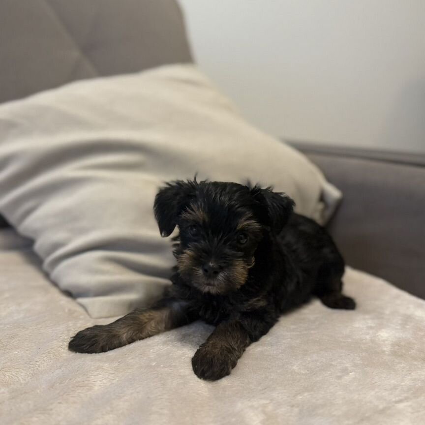 Девочка Йоркширский терьер щенки