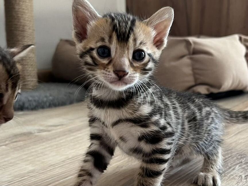 Бенгальские котята