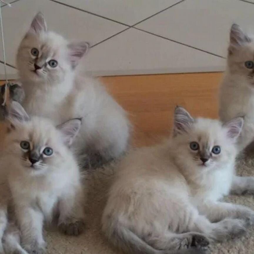 Невская маскарадная котята