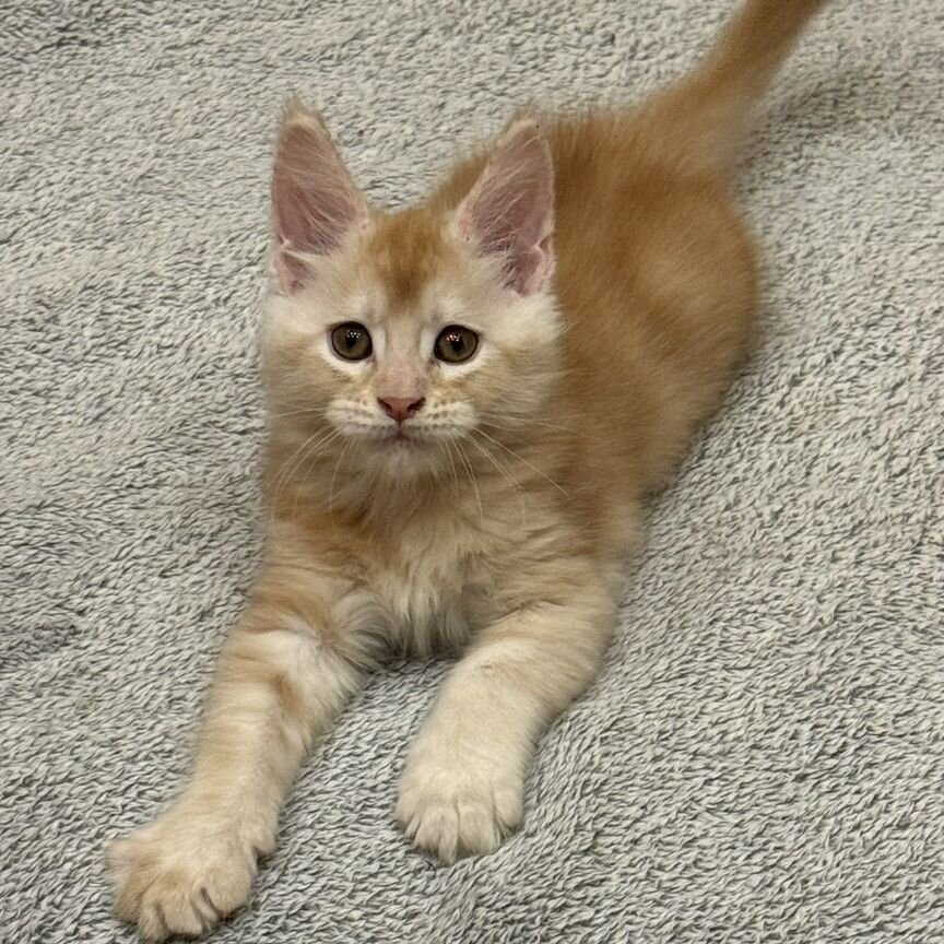 Мейн-кун котёнок