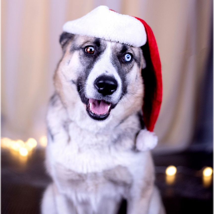 Сибирский хаски, взрослая собака