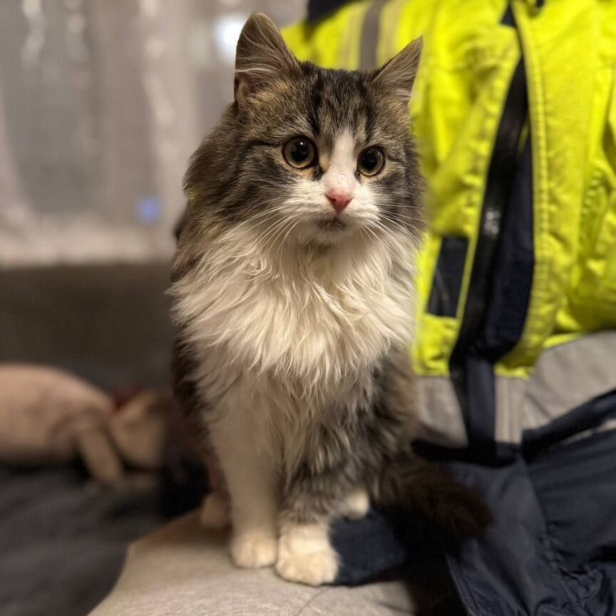 Котёнок в добрые руки