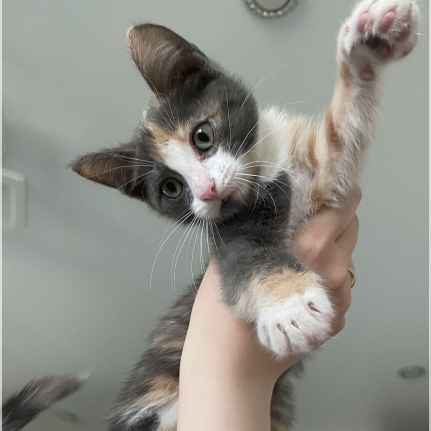 Котёнок в добрые руки