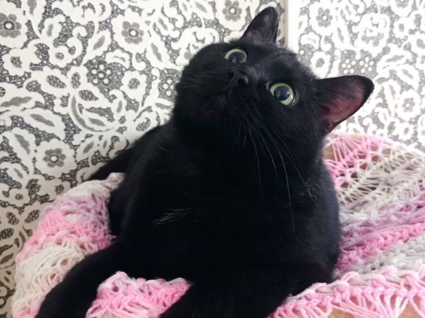 Чёрная кошка Африка