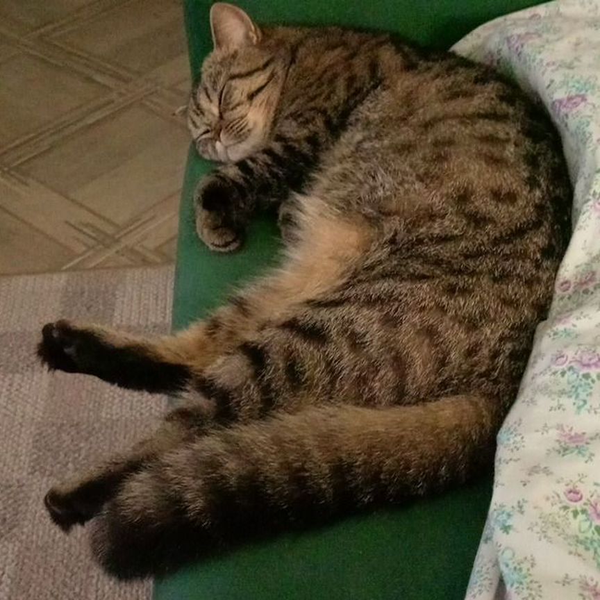 Отдам кошку(девочку)