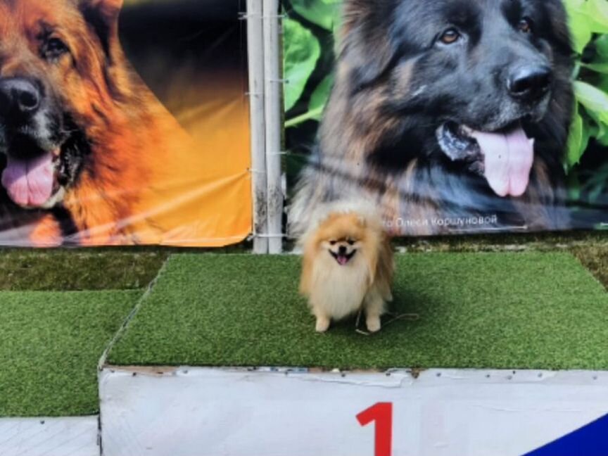 Малый шпиц вязка чемпион россии