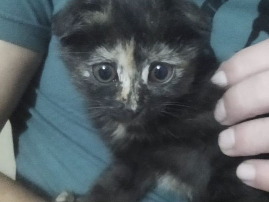 Котенок британец вислоухий