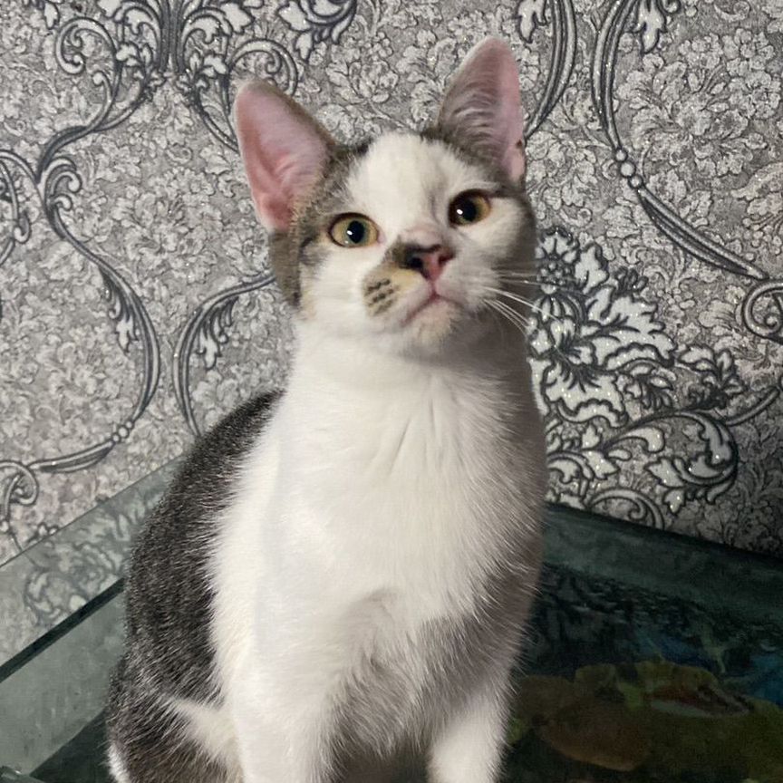 Котенок в добрые руки