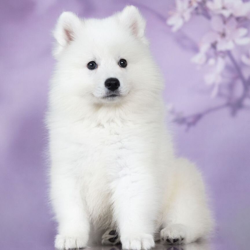 Японский шпиц, щенок