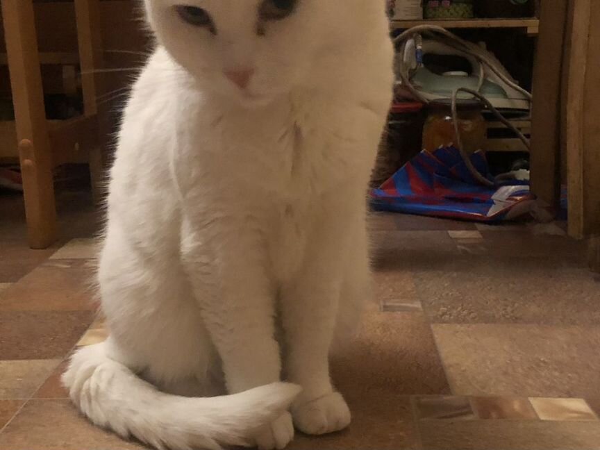 Help отдам в хорошие руки