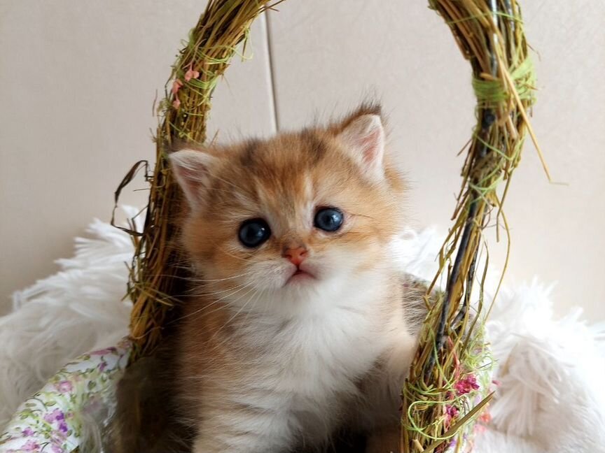 Котёнок Гав