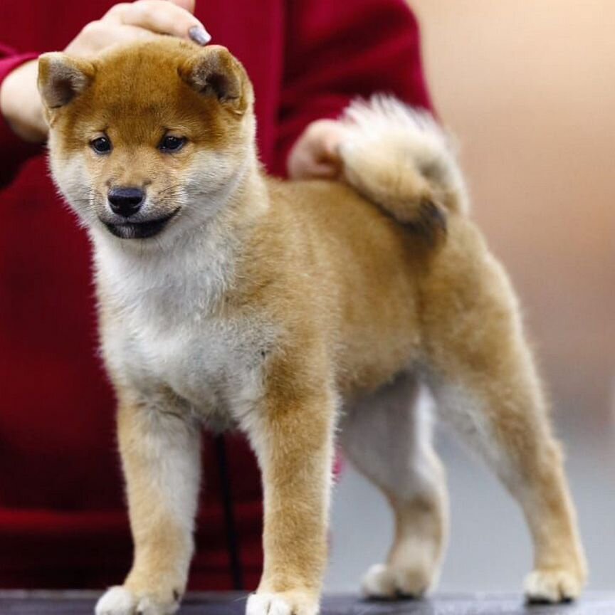 Сиба-ину, щенок