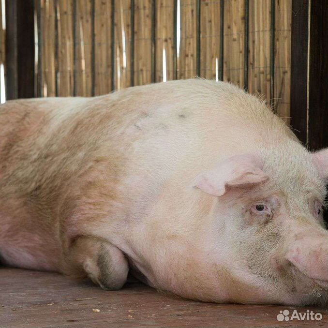 Свиньи живым весом. Свинина, мясо