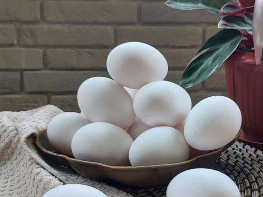 Инкубационное яйцо индоутки