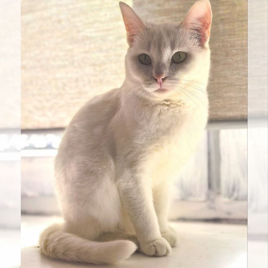 Кошка ищет дом