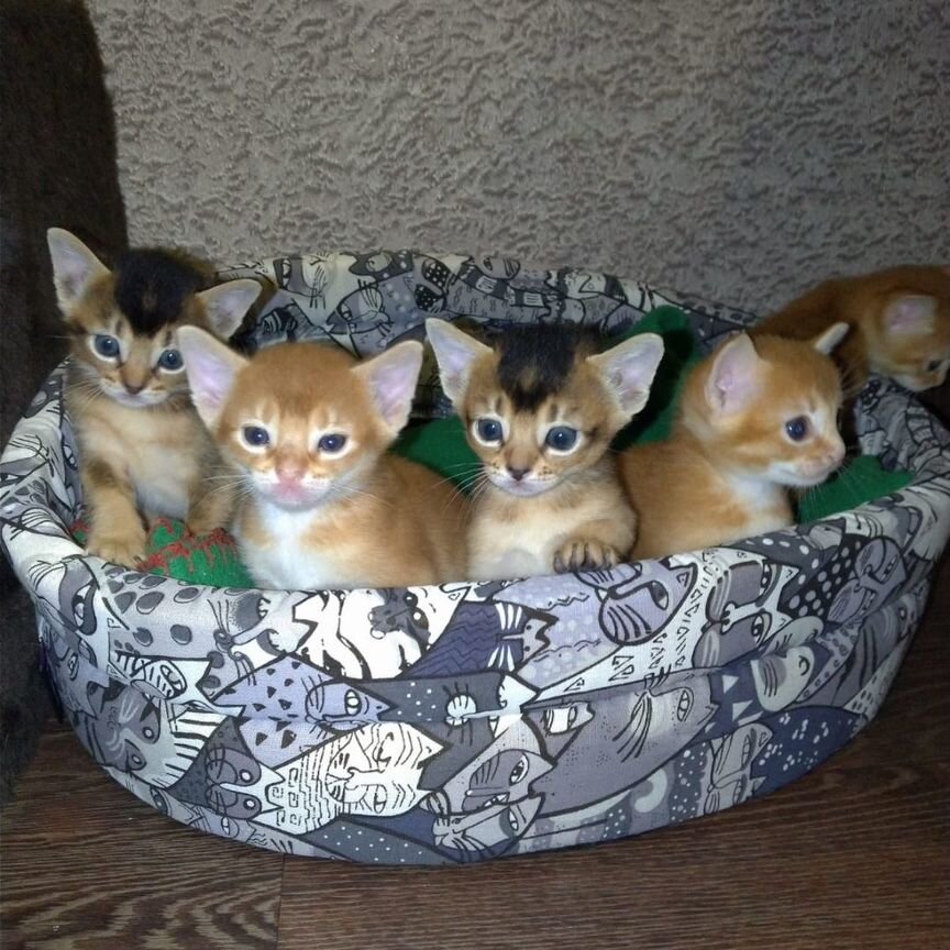 Кошки