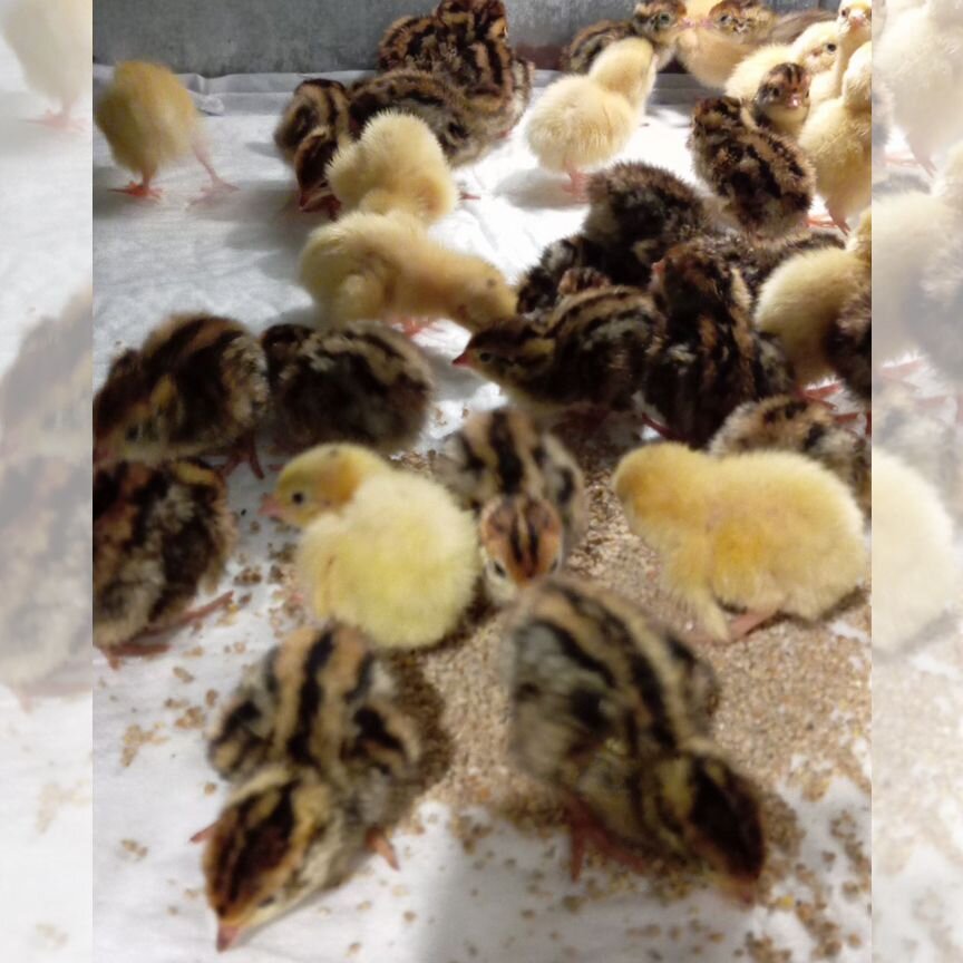 Перепел Дмитриевский, Танюшкин фараон, фениксы