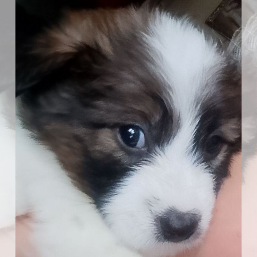 Джек-рассел-терьер, щенок