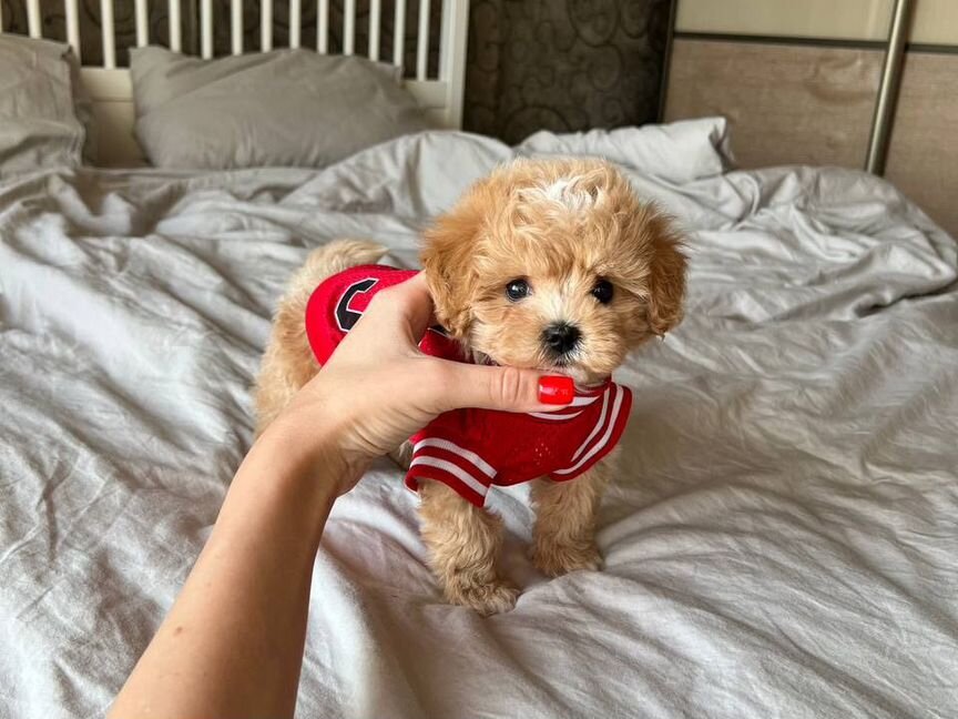 Мальтипу F1 мини мальчик