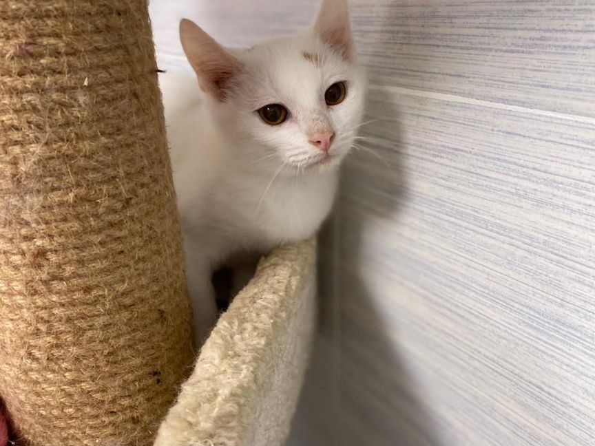 Котенок мурчалка