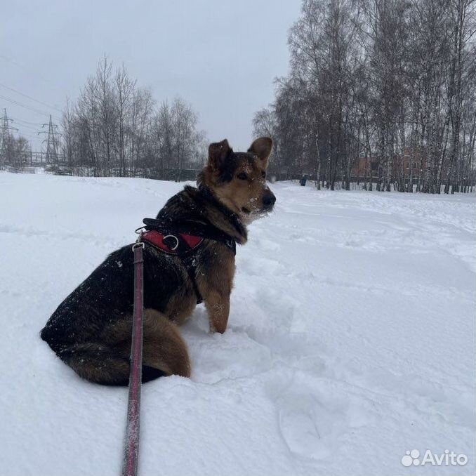 Самый добрый пёс Тобби ищет дом