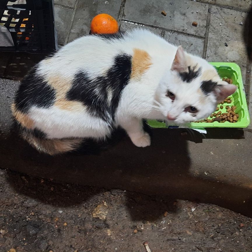 Кошка погибает