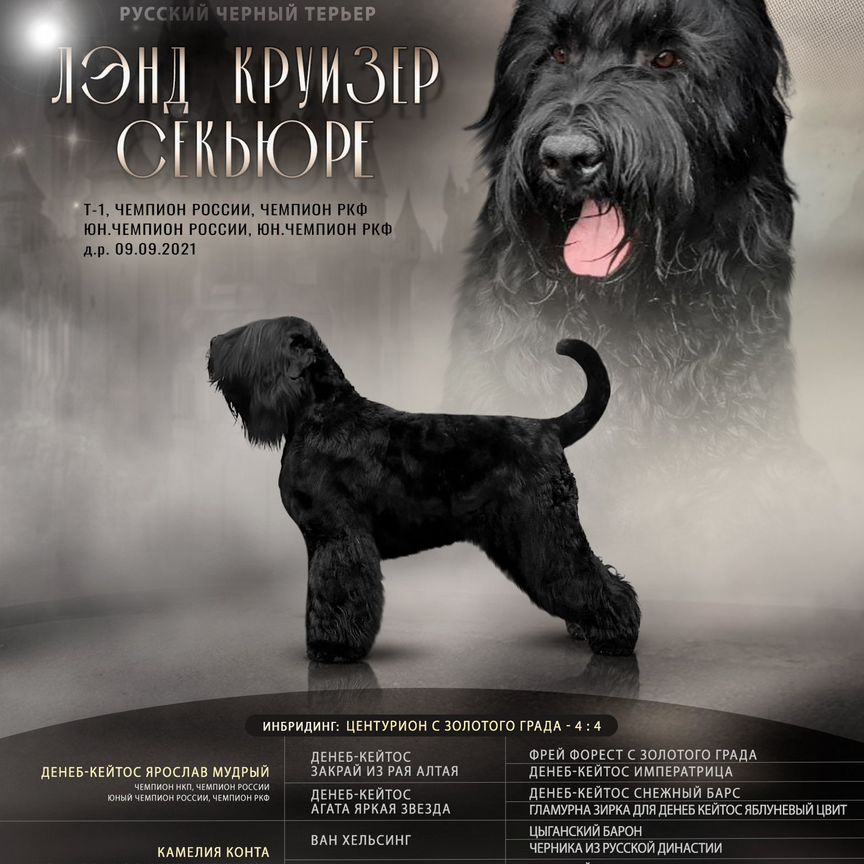 Вязка кобель