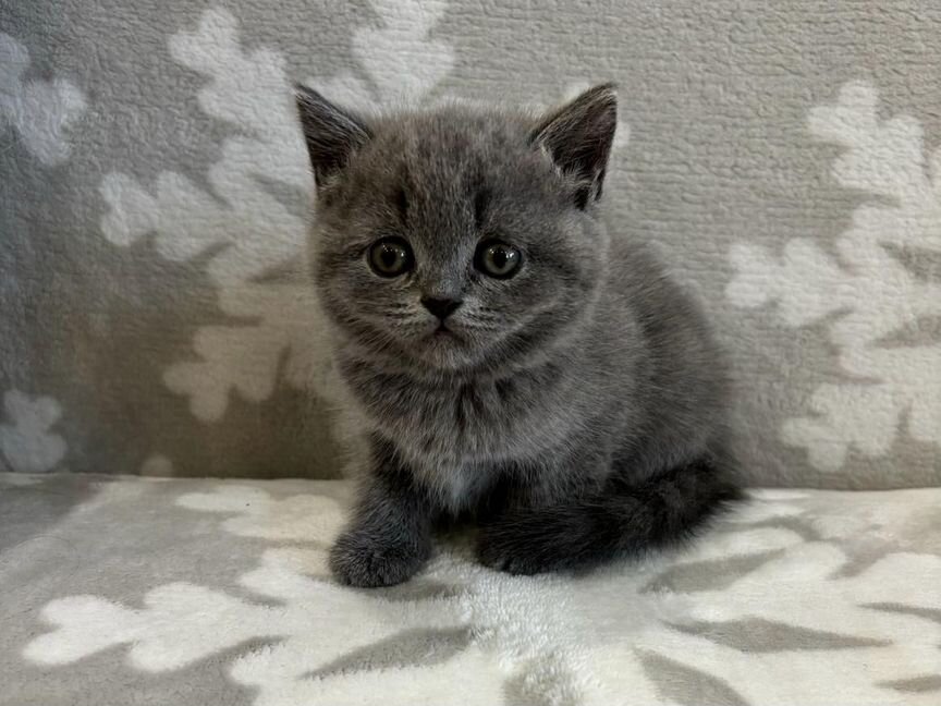 Британская