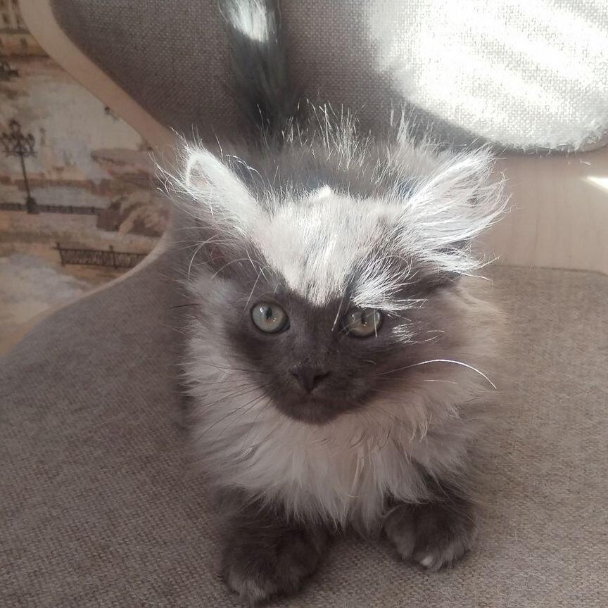 Британский длинношёрстный котёнок