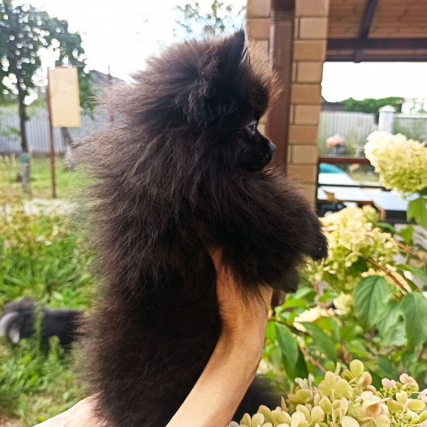 Щенки шпица