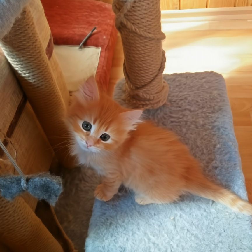 Котёнок от частного владельца