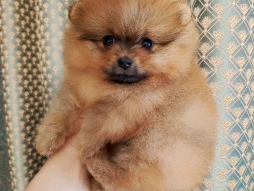 Померанский шпиц мини