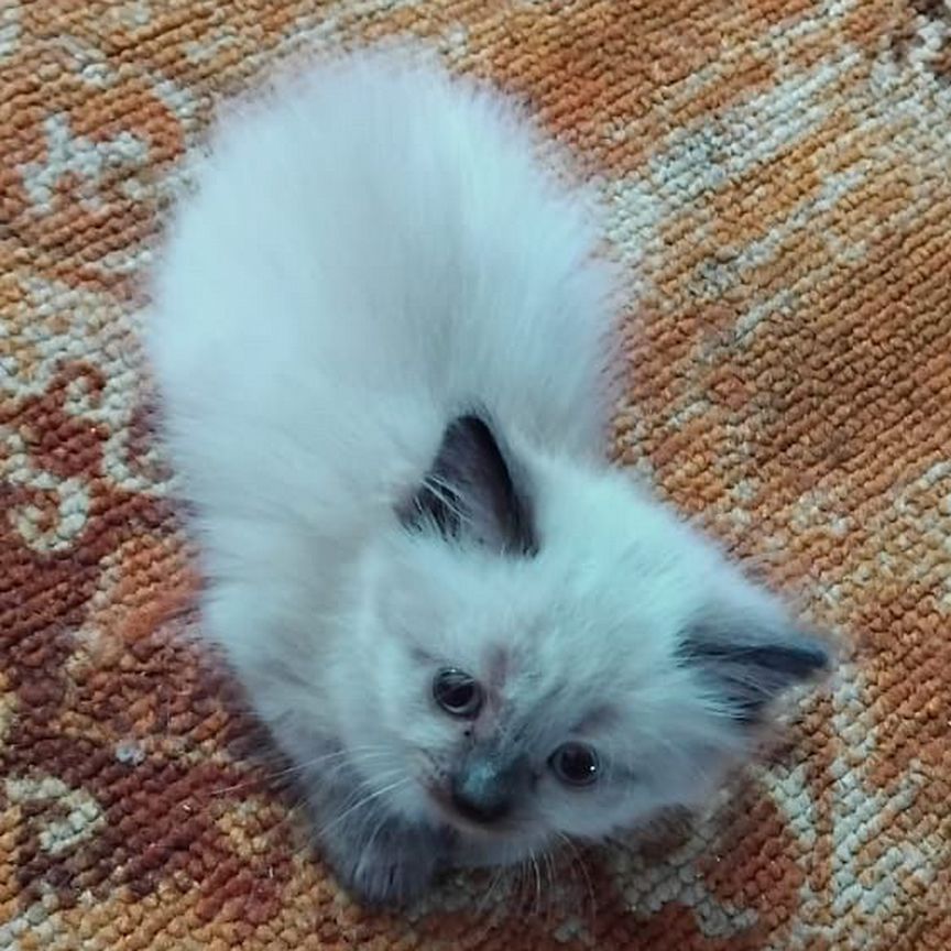 Котятки
