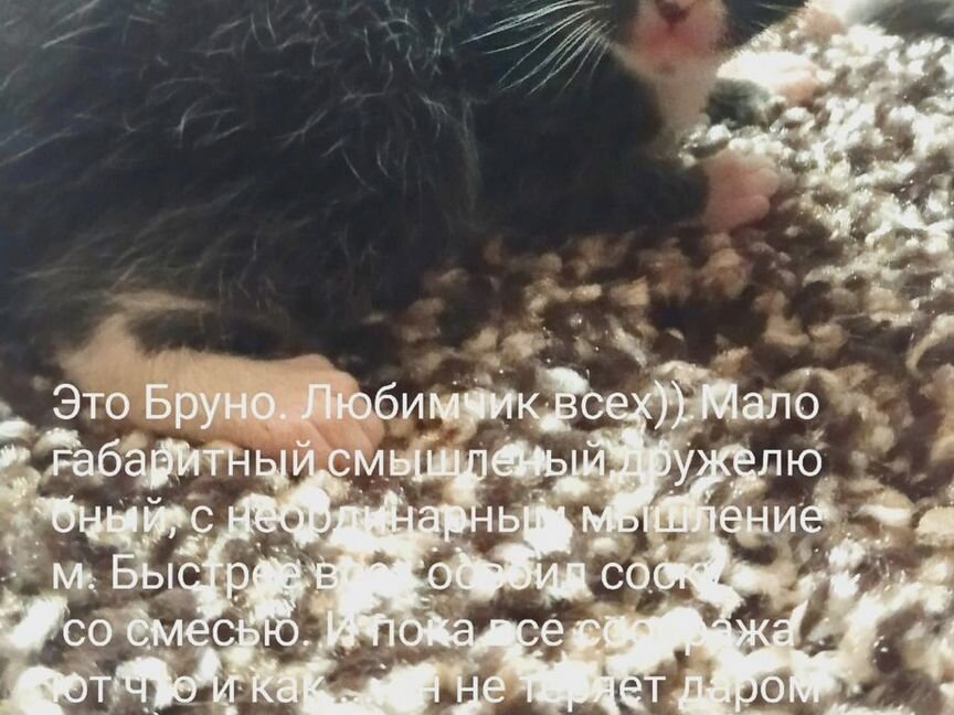 Котята ждут свою семью и дом