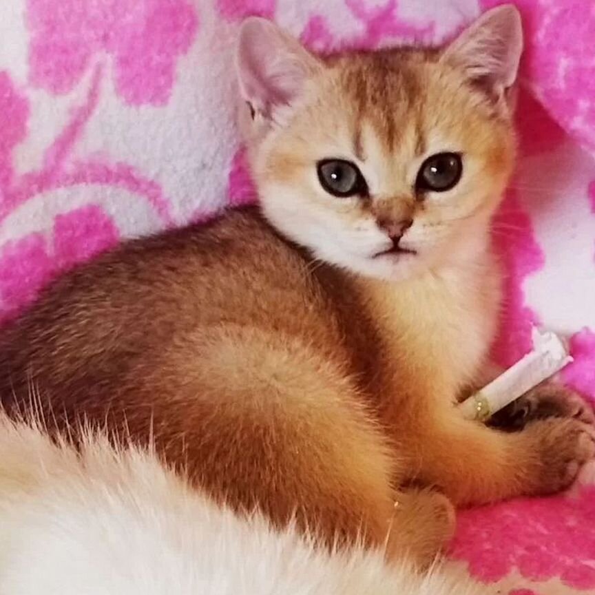 Британский короткошёрстный котёнок