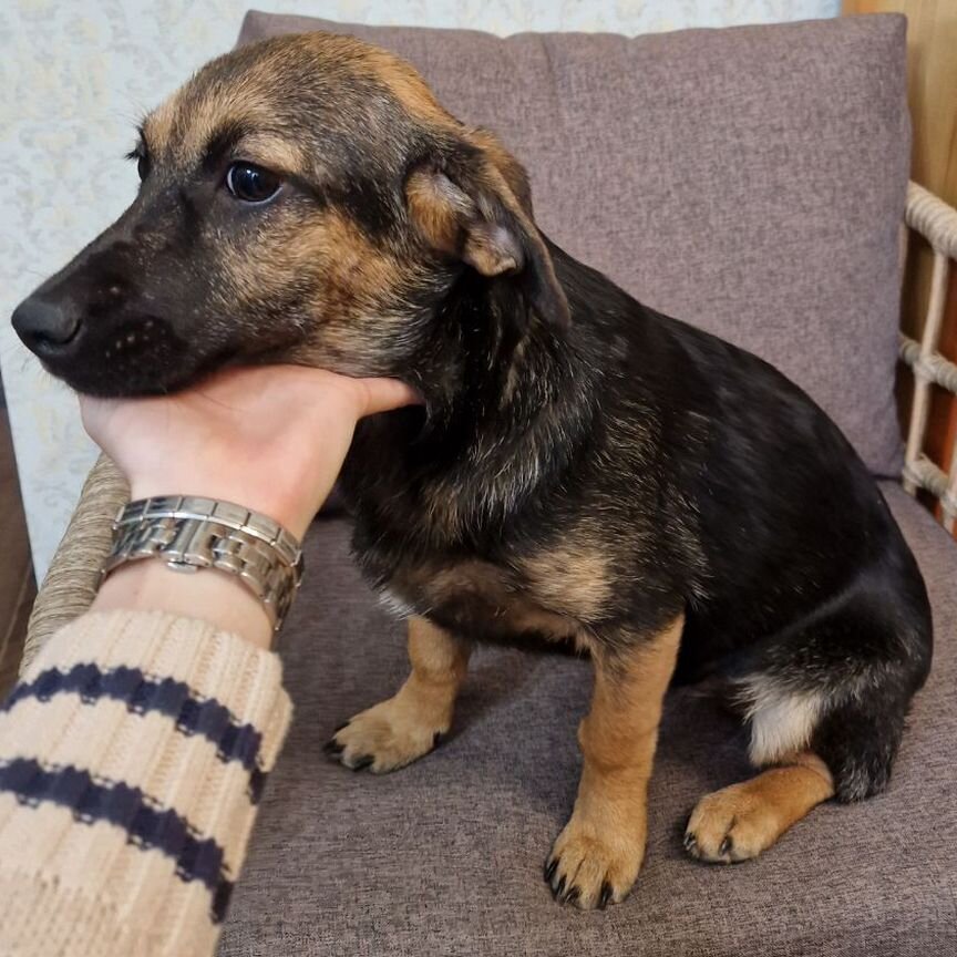 Собака в добрые руки