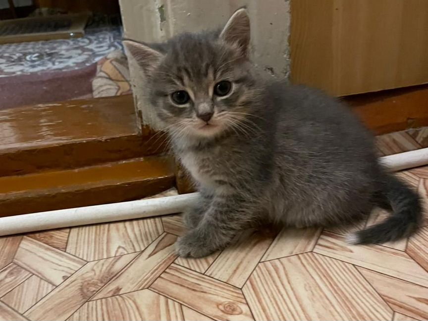 Маленький серый котенок