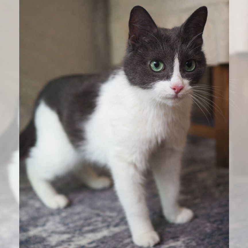 Взрослая, кошка в добрые руки