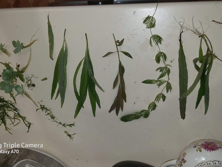 Водоросли для аквриума прополка