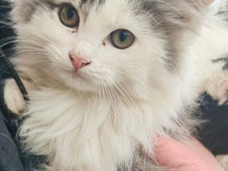 Котенок в добрые руки