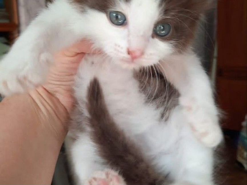 Котенок Милота в хорошую семью